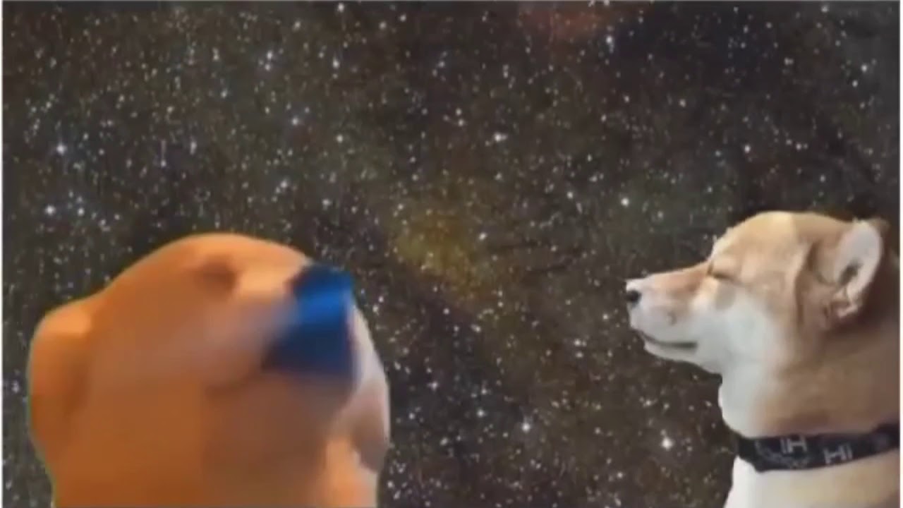 Dog vibing with song meme template - YouTube