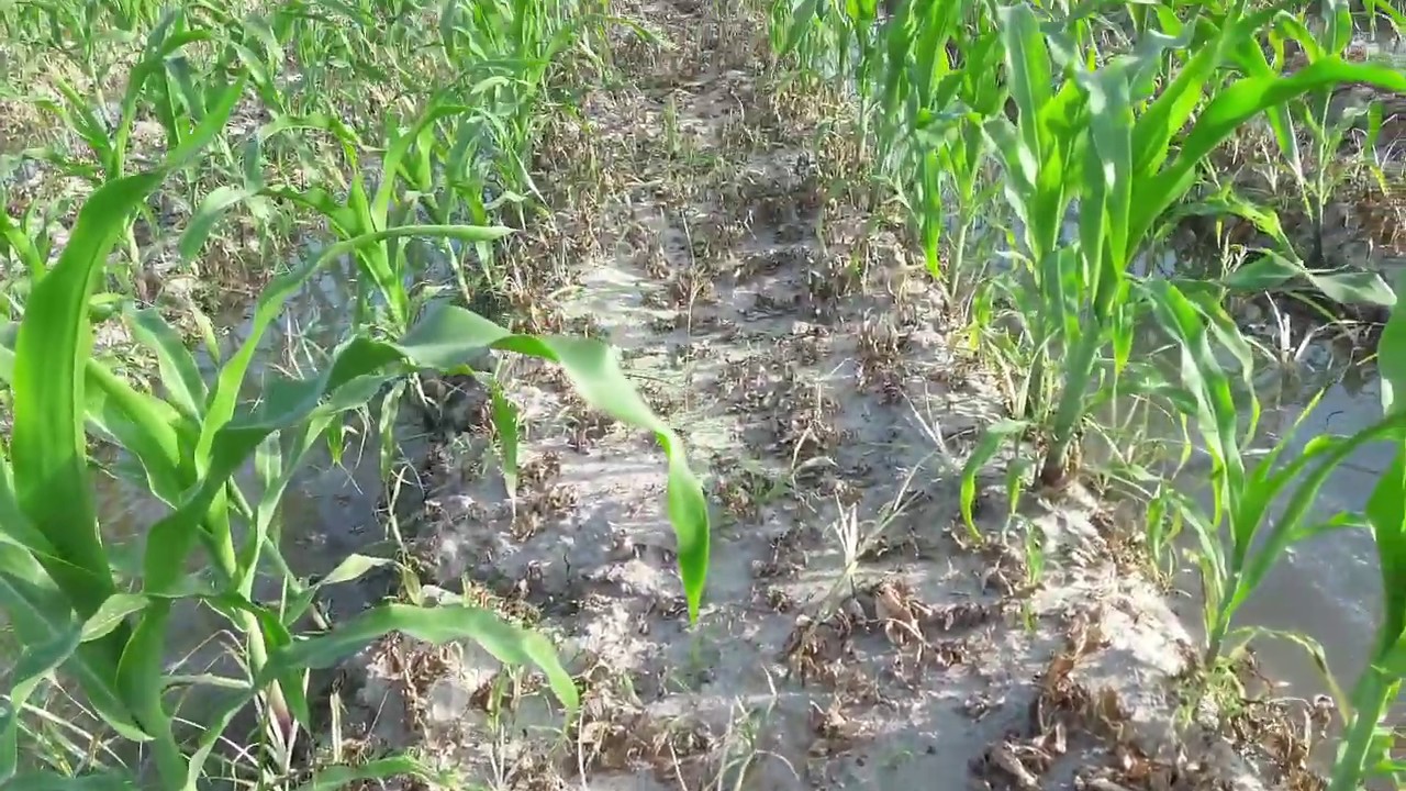 Maize Plants After Spraying of Atrazine - YouTube