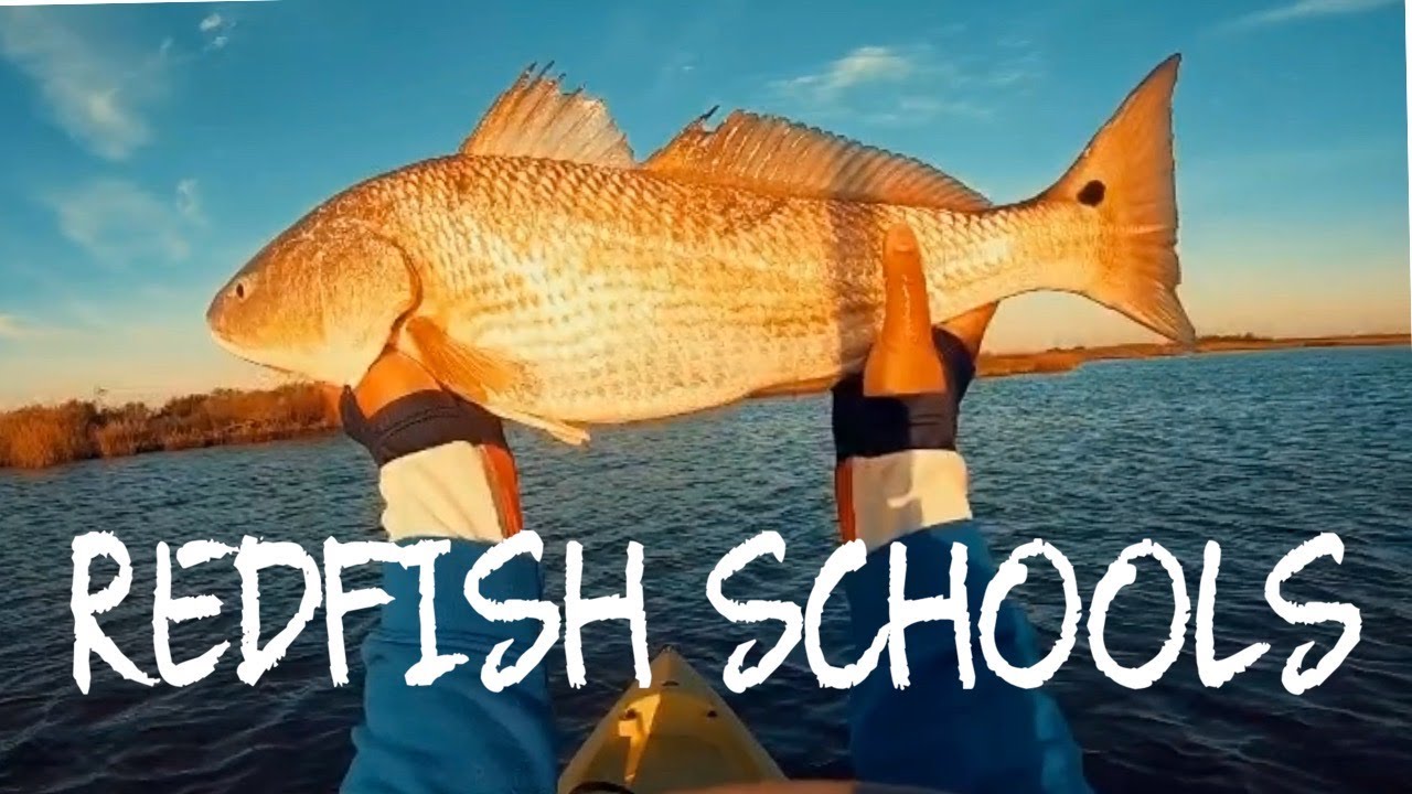 Redfish School's In Session | Hobie Kayak Fishing - YouTube