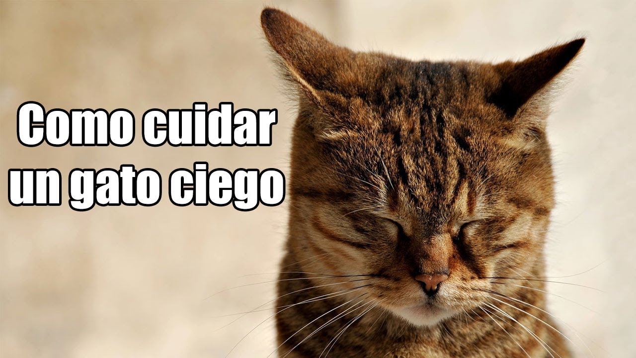 Como Cuidar a un Gato CIEGO: Guía básica - YouTube