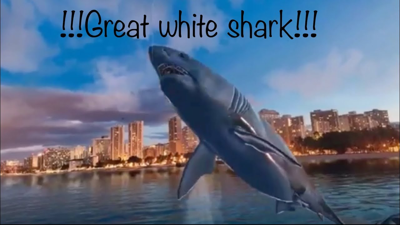 Real VR fishing - Catching a Great White Shark US West on Oculus Quest ...