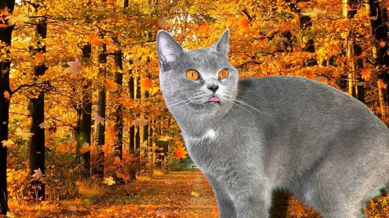 Autumn Cat Melancholy - YouTube