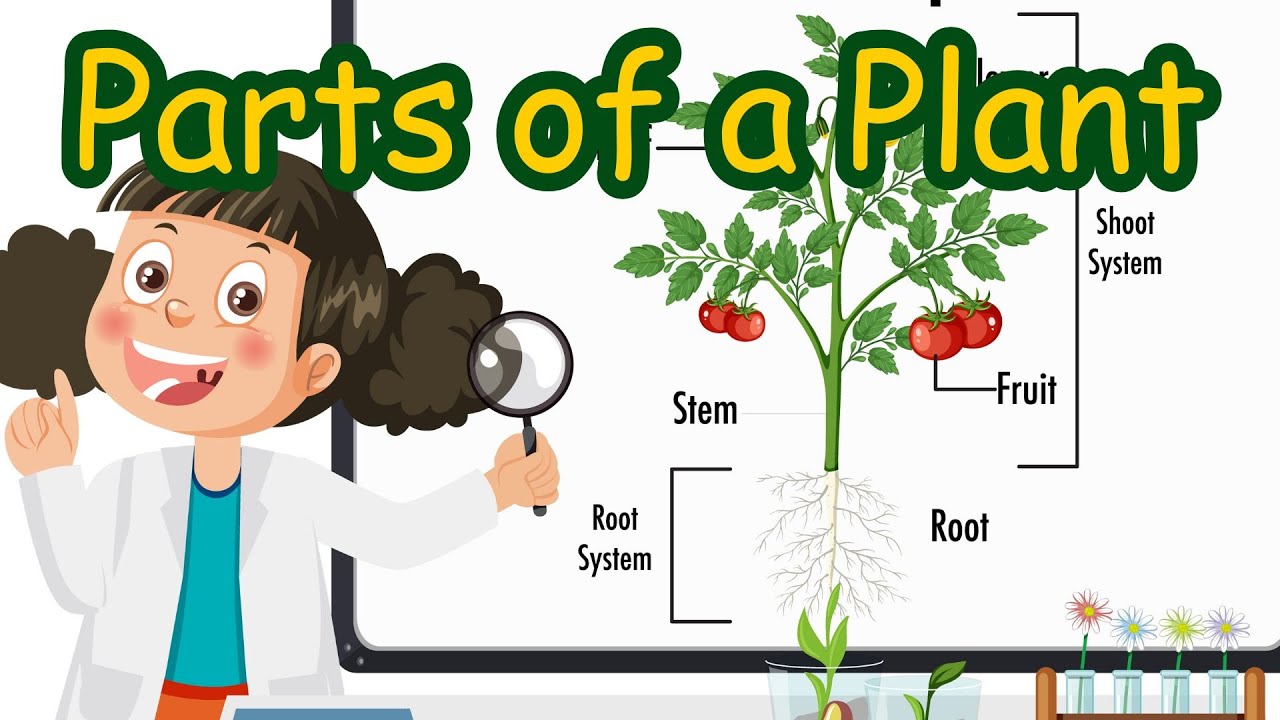 Parts of a Plant for Kids | Fun & Easy Science Lesson | Parts Of the ...