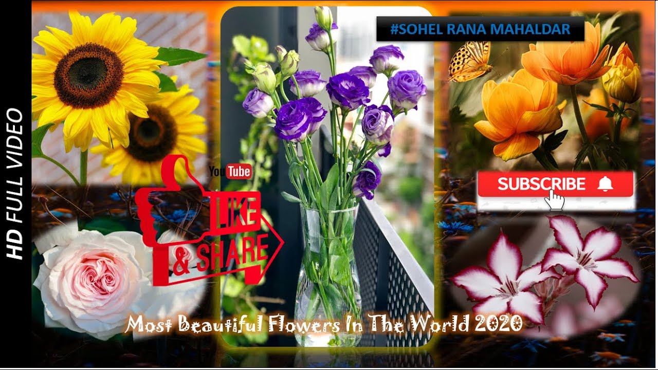 Top 10 Most Beautiful Flowers In The World 2020 || Beautiful flowers of ...
