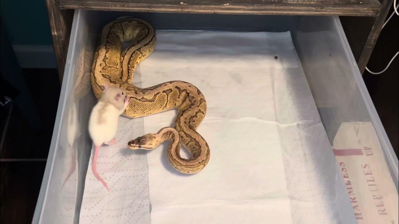 Python takes on live rat 🐀 - YouTube