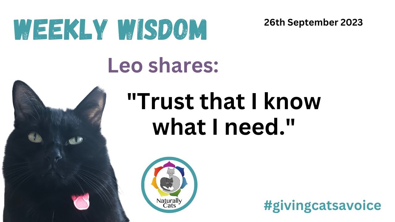 Weekly Wisdom: Leo shares: "Trust that I know what I need." - YouTube