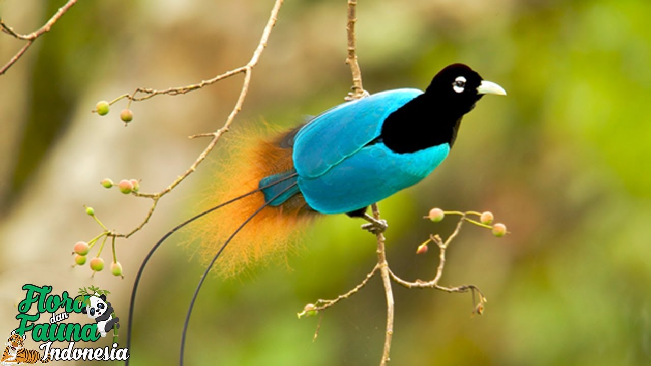 Vidio langka dan Fakta Menarik Tentang Burung Surga dari Indonesia ...