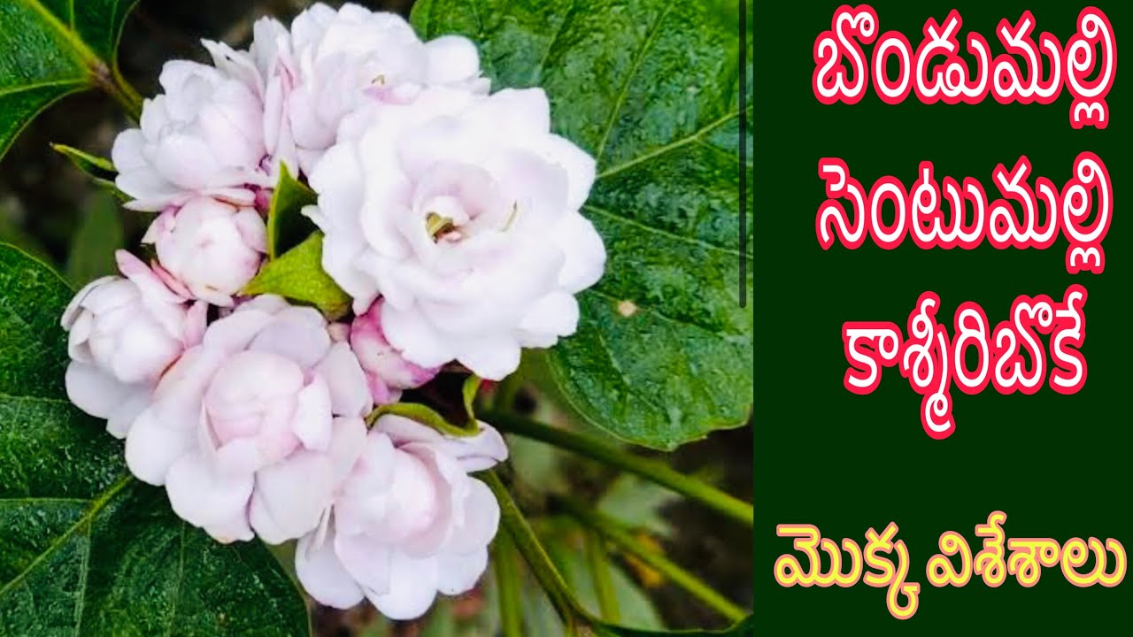 Bondu malli ||sentumalli||kashmiri boquet plant care - YouTube