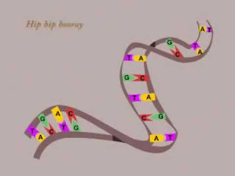 THE DNA SONG - YouTube