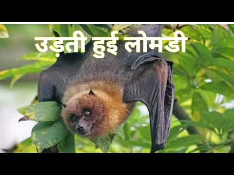 Udti hui lomdi|| Udti hui lombdi kya hai|| Udti hui lombdi ke rochak kisse||