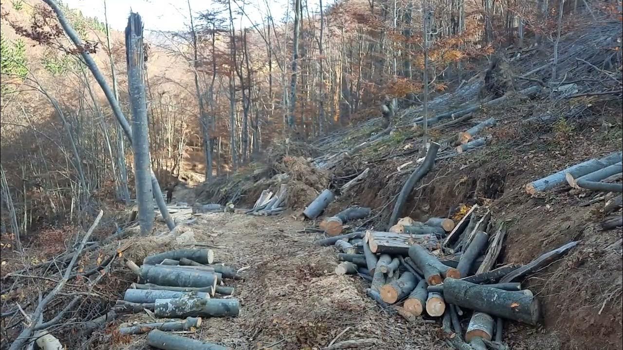 Незаконна сеч и незаконен горски път в ДГС Своге Youtube