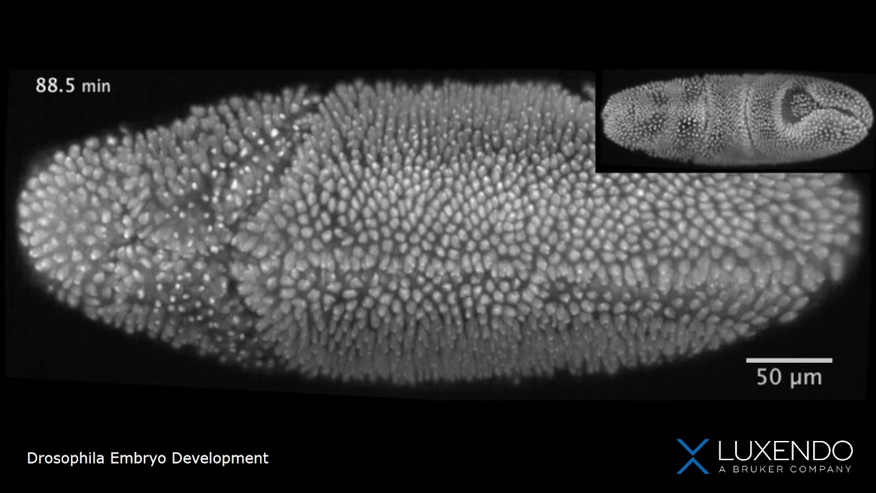Drosophila Embryo Development - YouTube