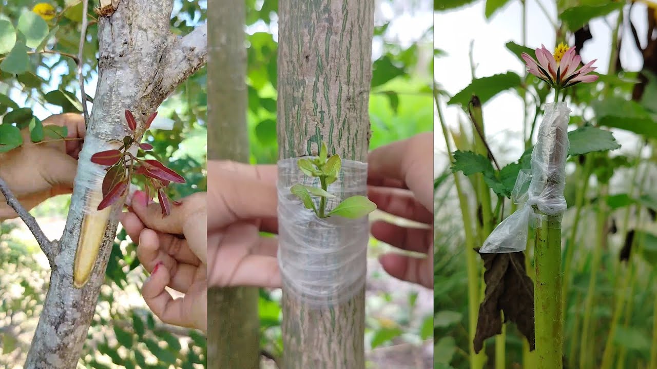 Easy grafting, really good seedlings part 33 - YouTube