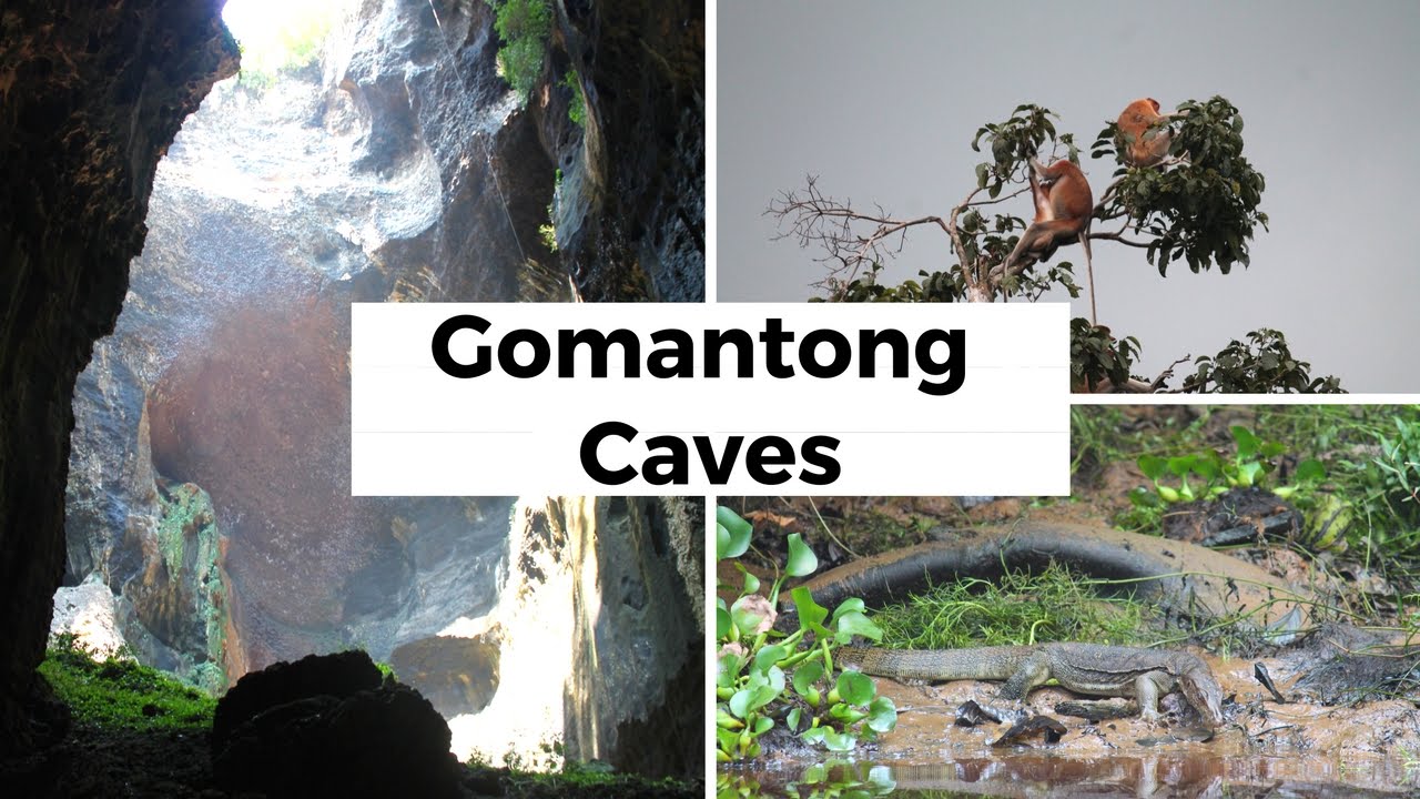 Gomantong Caves | Sabah, Borneo | Ep. 5 - YouTube
