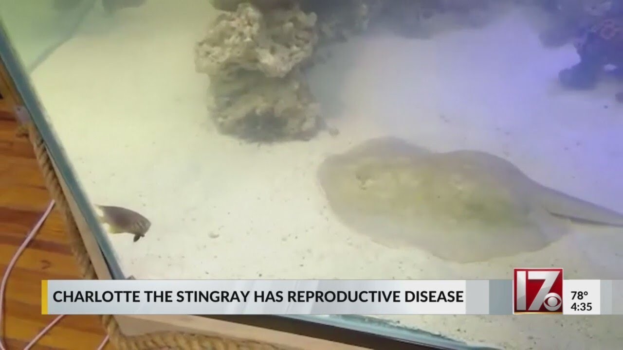Charlotte the Stingray has reproductive disease - YouTube