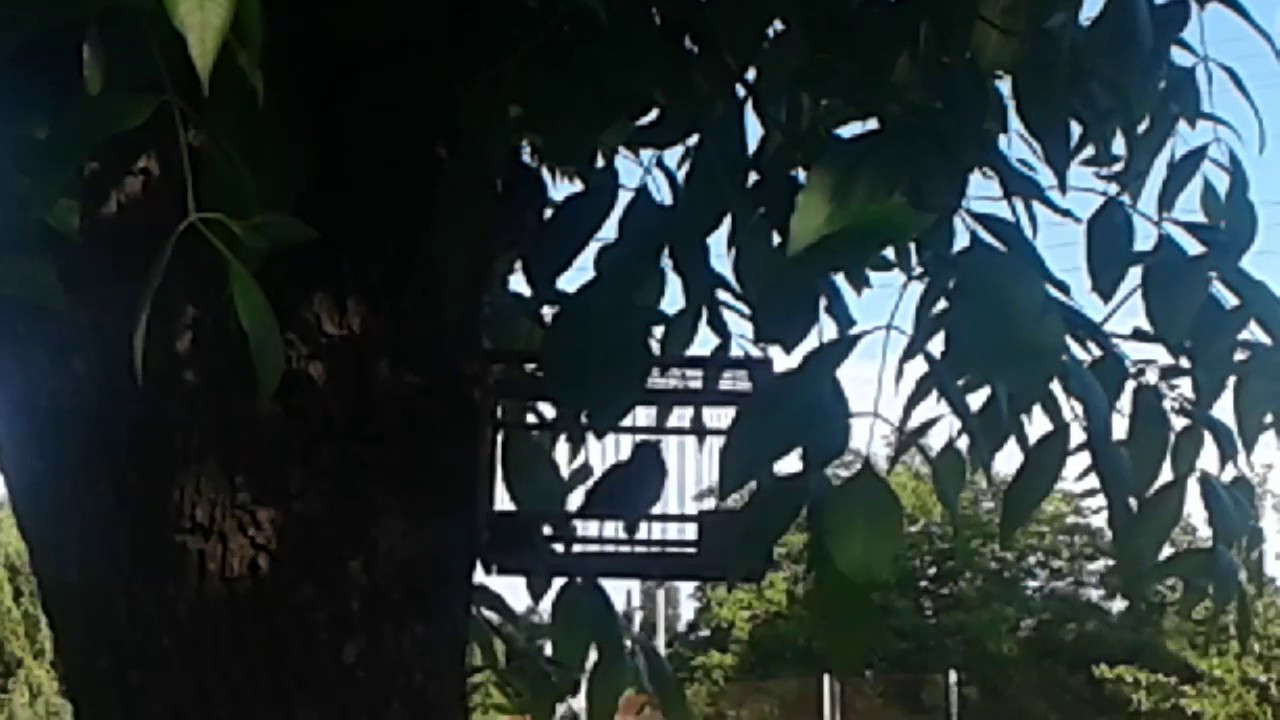 El blanquito - YouTube