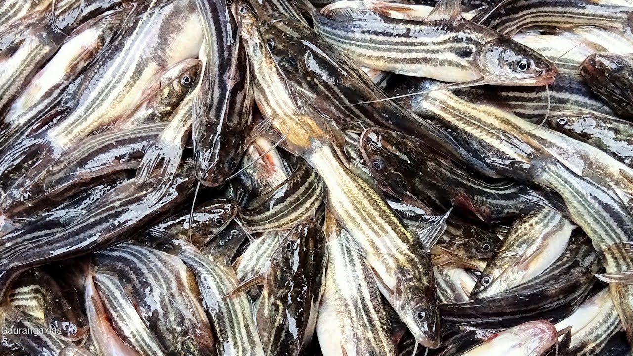 বাজারে এলো সুপারহিট টেংরা মাছ..! Super hit tengra fish came to the ...