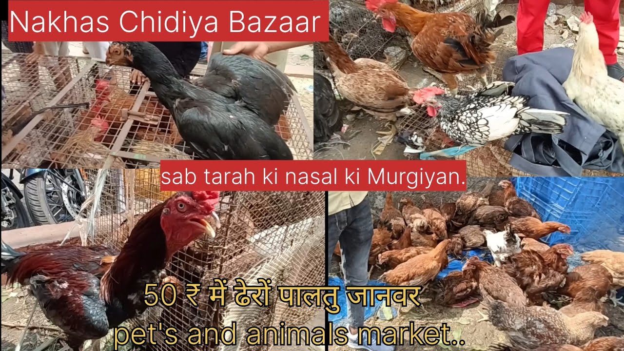 Nakhas chidiya Bazaar nimbu park||pets and animals market||exotic Birds ...