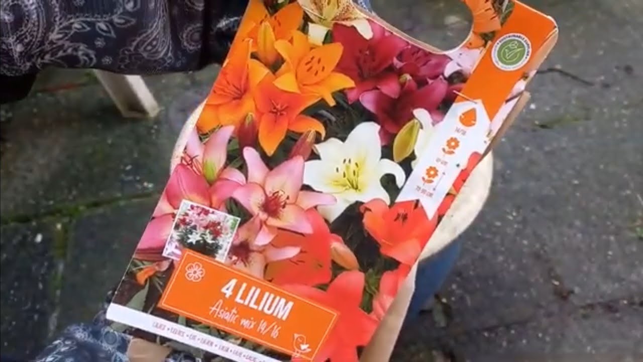 How to Plant/Grow Lily (Lilium)Bulbs in a Container 1/2 - YouTube