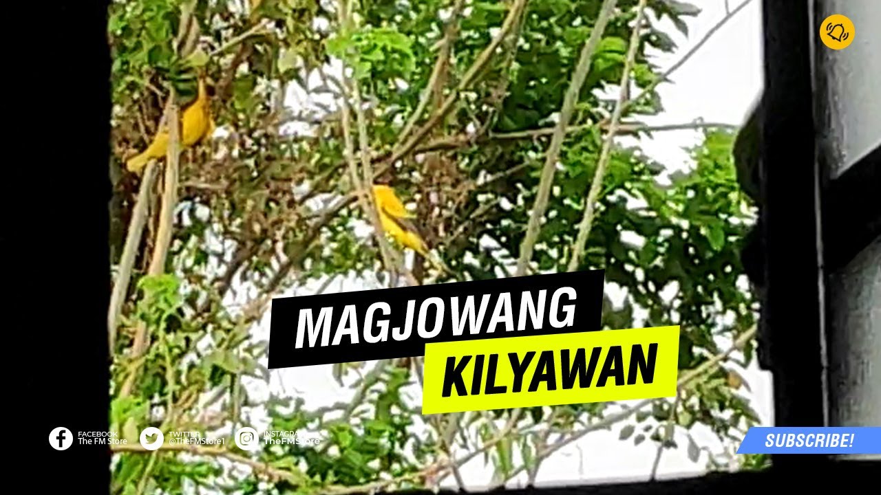 MAGJOWANG KILYAWAN | BLACK-NAPED ORIOLE FEEDING ON WILD MARACUJA - YouTube