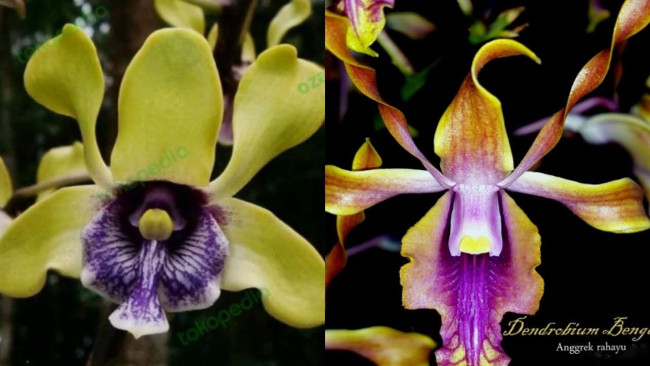 Yuk Koleksi Dendrobium Violaceoflaven X Bengawan Solo! - YouTube