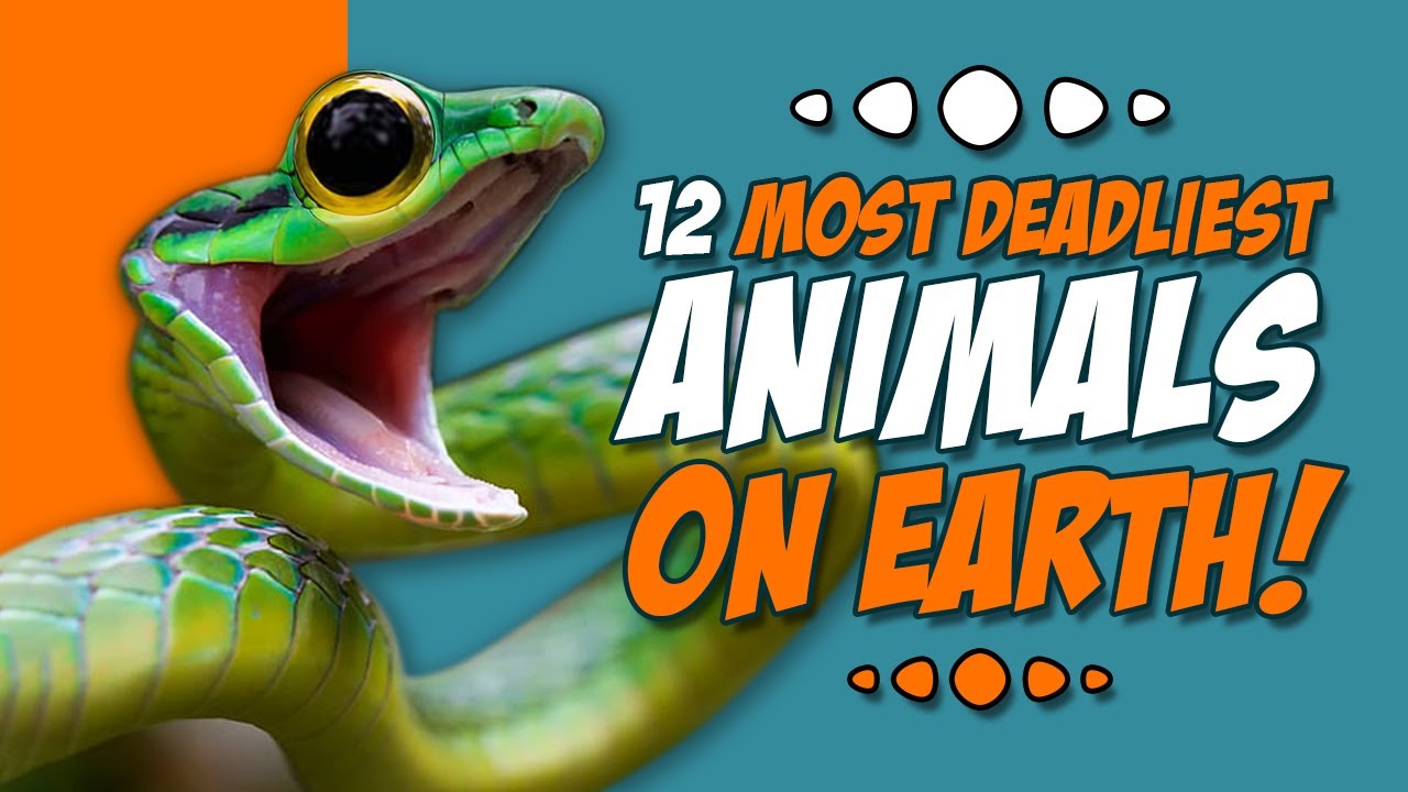 Most Deadliest Animals on Earth | 12 Most Deadliest Animals - YouTube
