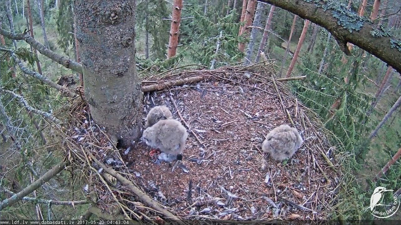 2017/05/20 04h34m Eurasian Eagle Owl~Owlet makes self feeding~ - YouTube