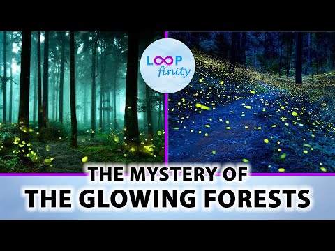 Glowing Forest | The Mystery of these Magical Forests | Facts - YouTube