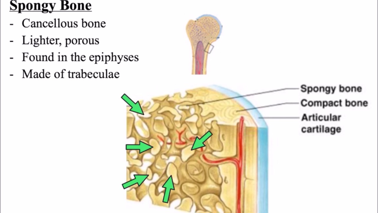 Bone, Ossification, Repair Lecture Final- PlayPosit - YouTube