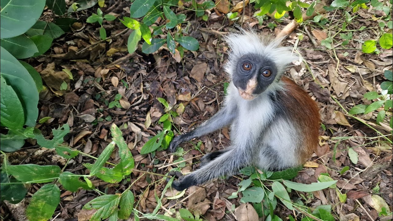 Aventura in Salbaticie, Mangrove si Maimute, ZANZIBAR, Jozani Forest ...