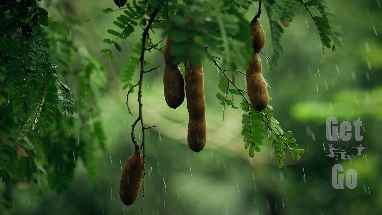 Sense the taste of eating the delicious tamarind fruit. - YouTube