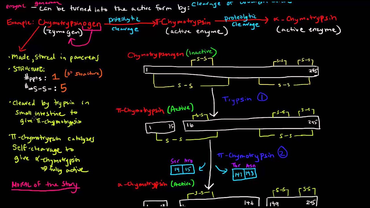 Enzyme Regulation (Part 5 of 5) - Covalent Modification - Irreversible ...