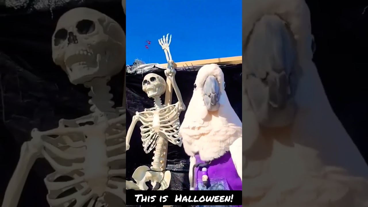 This is Halloween! - YouTube