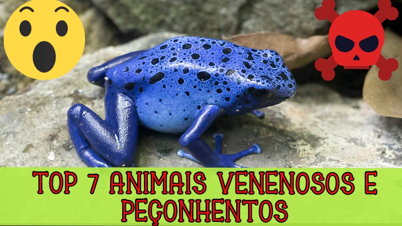 OS 7 ANIMAIS MAIS VENENOSOS/PEÇONHENTOS DO MUNDO 😱 - YouTube