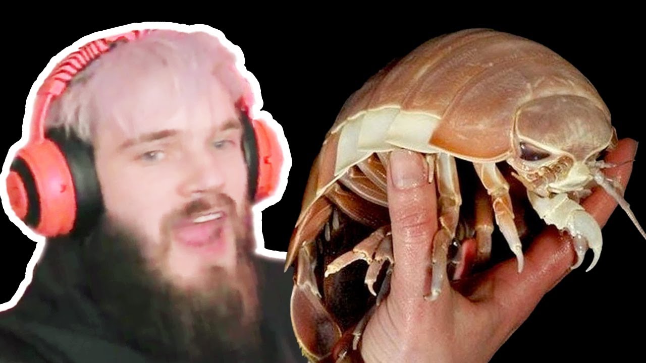 "It's isopod hour, do the dance!" - YouTube