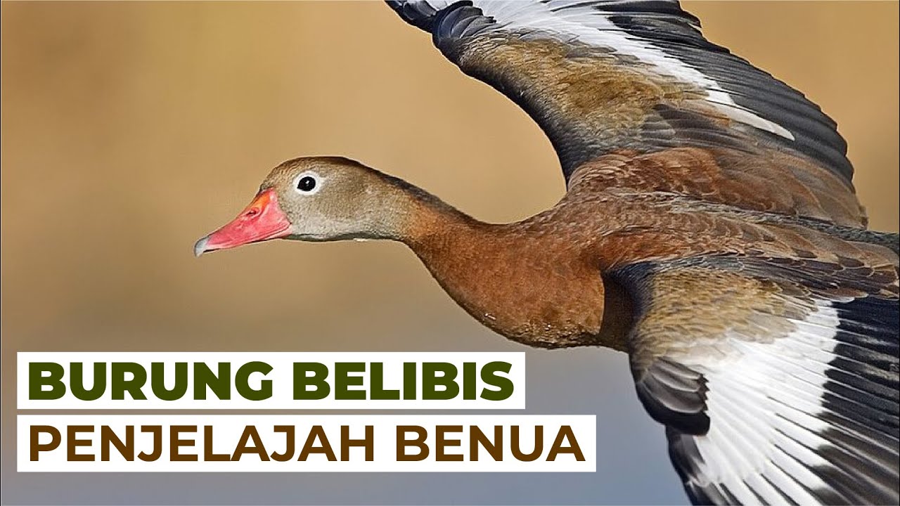 Burung Belibis, Penjelajah Benua #temansains - YouTube