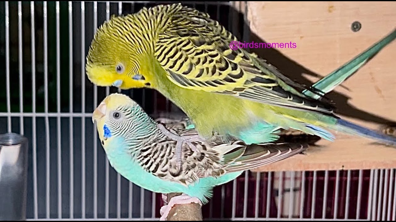 Turquoise and Jade the budgie on the perch - YouTube