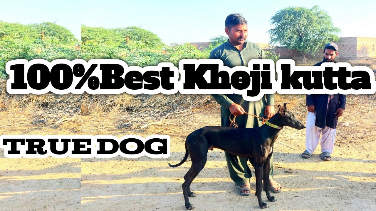 Khoji kutta ki video ||khoji kutay ki haqeeqat |khoji dogs - YouTube