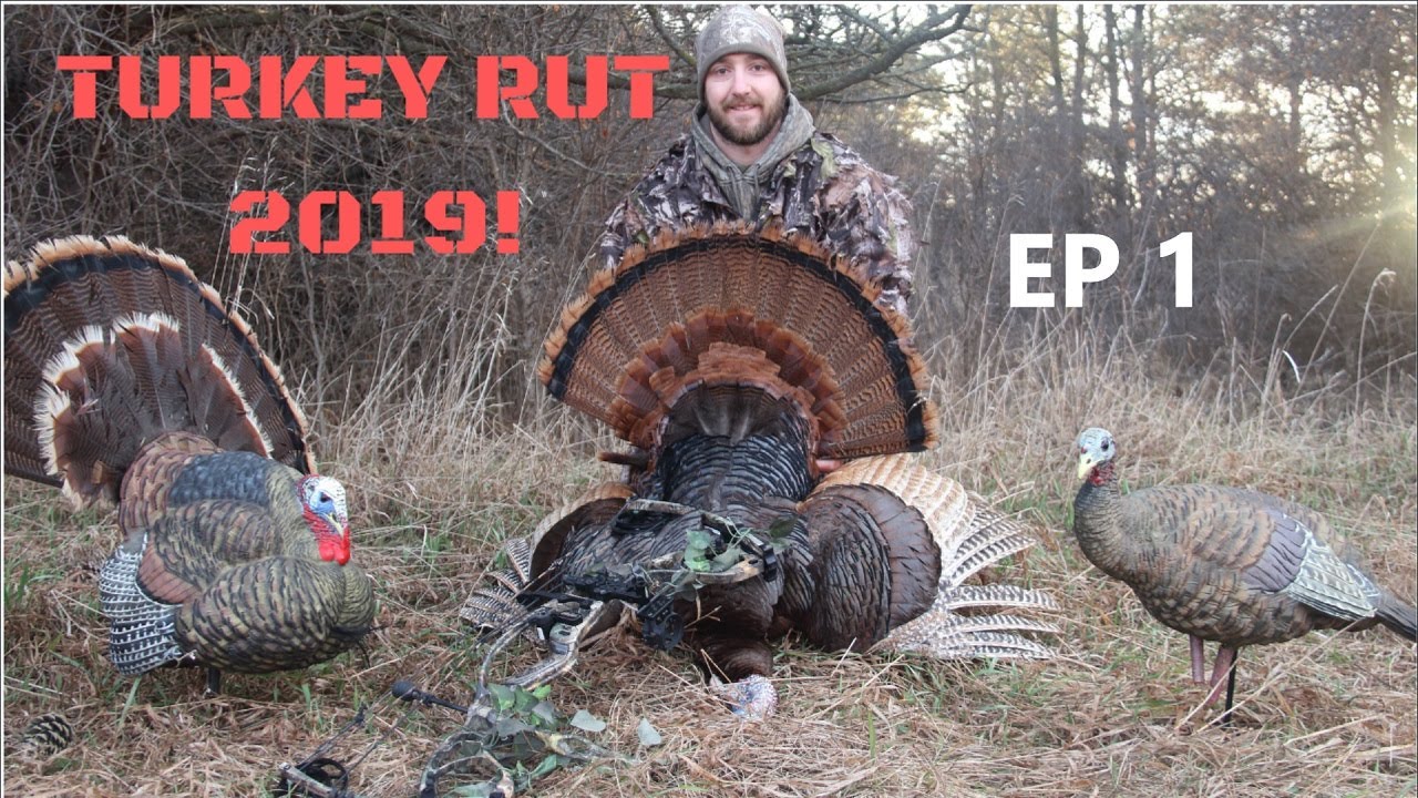 FIRST TURKEY WITH A BOW AND NO BLIND!!! Red Phase/Cinnamon bird on ...