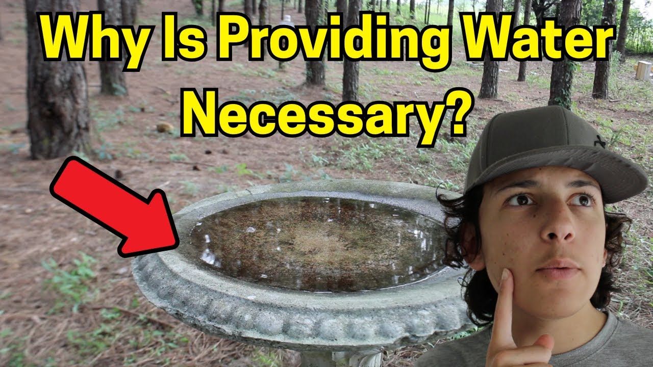 Why Honeybees Need Water to Thrive - YouTube