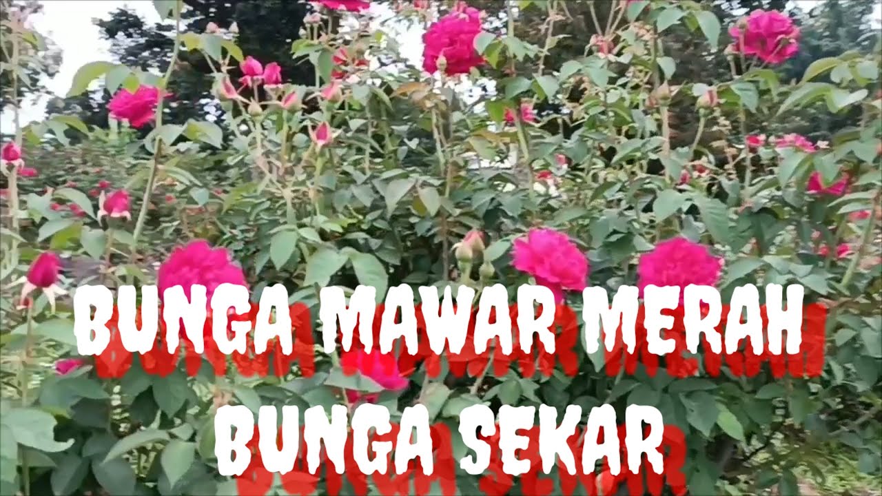 PERSEDIAAN BUNGA MAWAR//BUNGA SEKAR LEBARAN 2024 MELIMPAH - YouTube