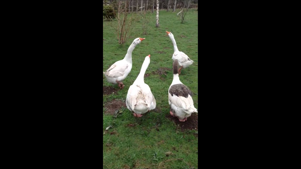 When geese attack! - YouTube