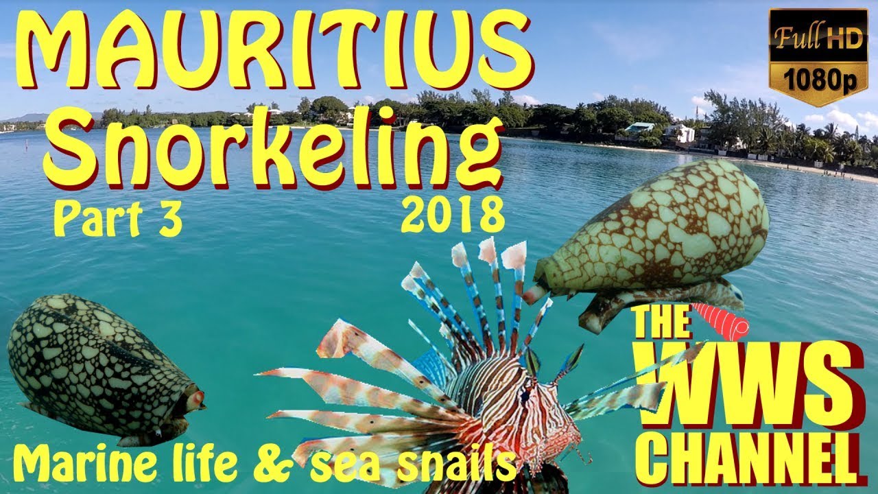 Snorkeling in Mauritius : fishes & shells of the lagoon (part3) - YouTube