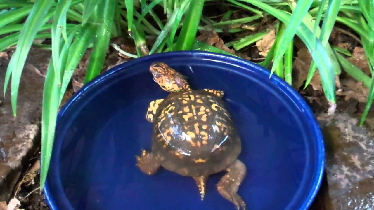 Sparky-hydrating your box turtle - YouTube