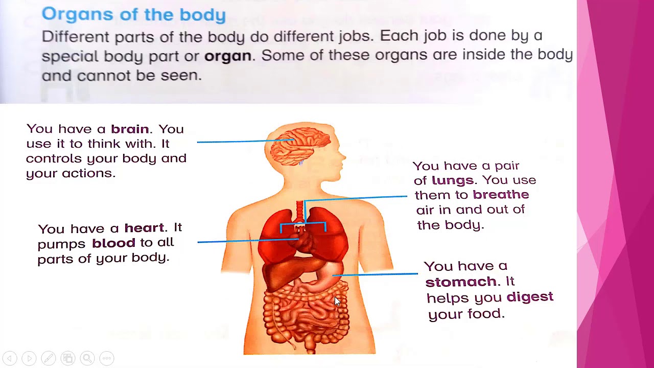 Class 2 Oxford Primary Science Unit 1 Lecture 1 The Human Body The ...