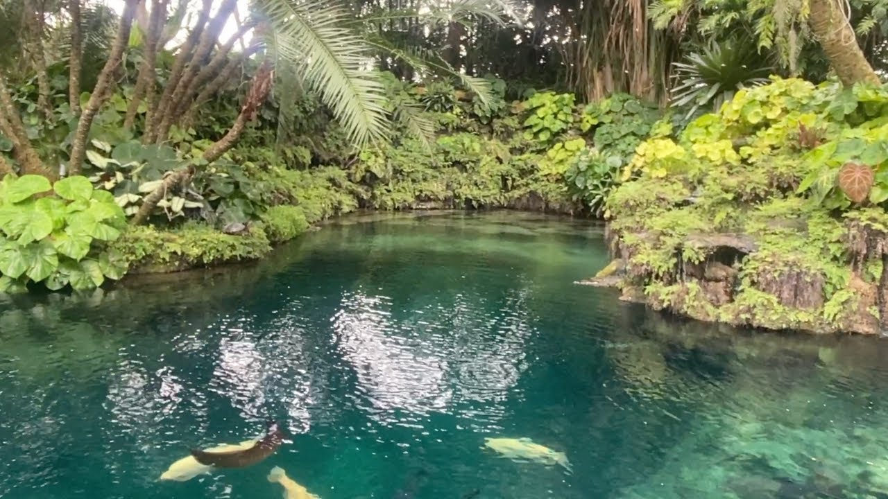 Stunning Aquifer Pond: Amazonian Fish Sanctuary - YouTube