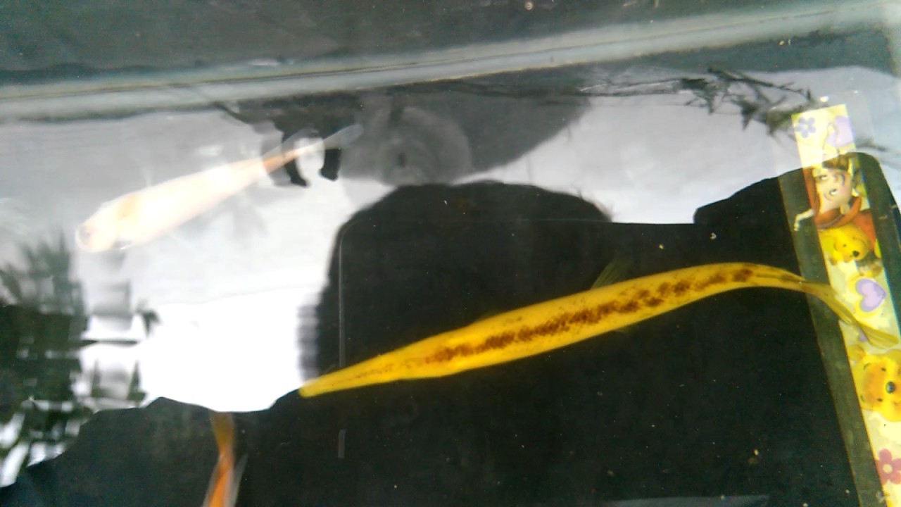 Ikan buaya kuning Golden Gar ( Aligator Gar Fish ) - YouTube