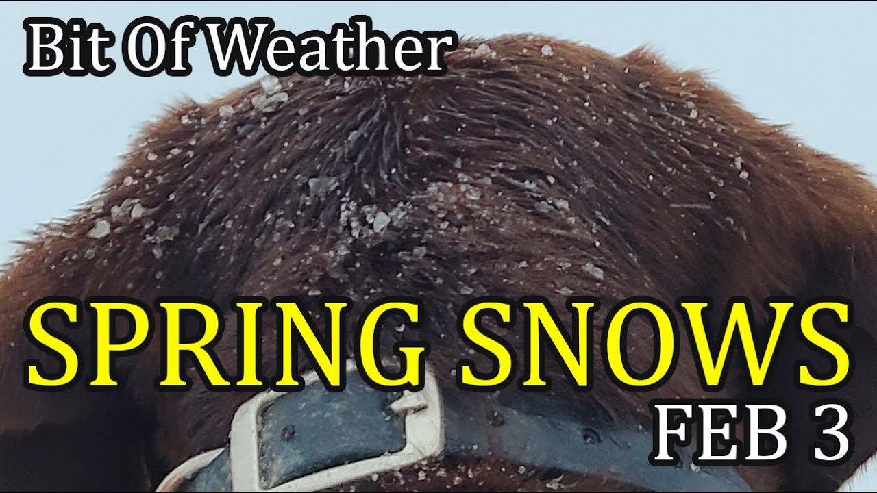 Snow Goose Hunting Report 2.3.2022 - YouTube