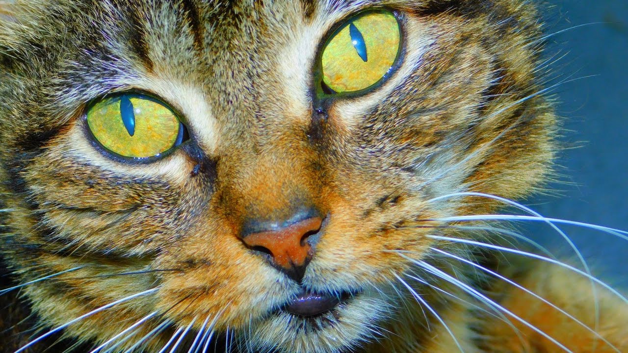 Cat Vs Squirrel | Mississippi Wildlife - YouTube