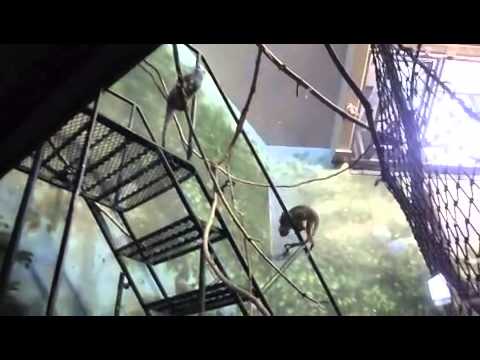 gibbons + spider monkeys - YouTube